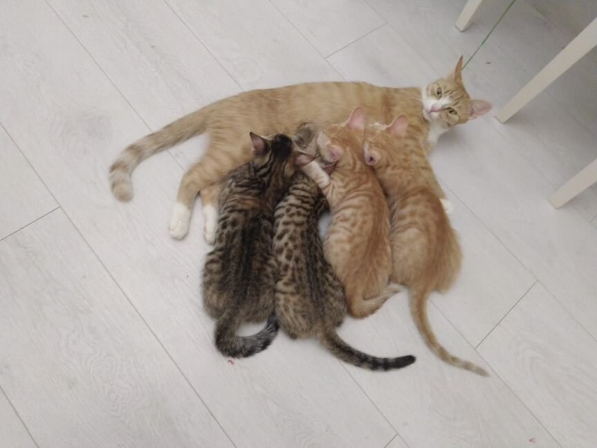 Котята Бенгальские