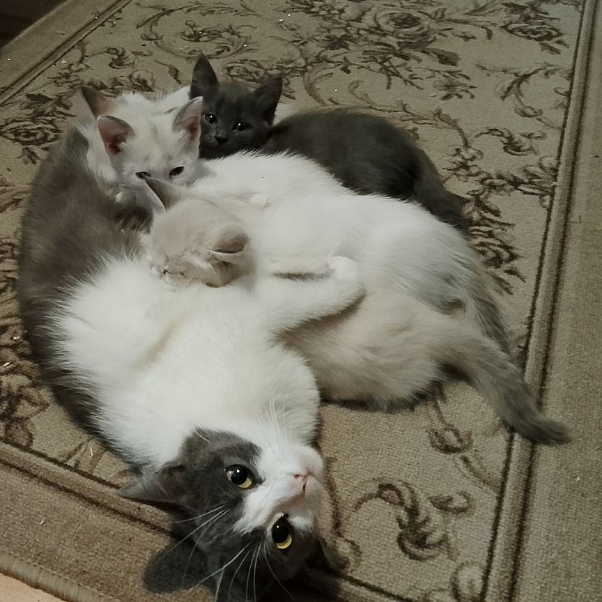 Котёнок в добрые руки