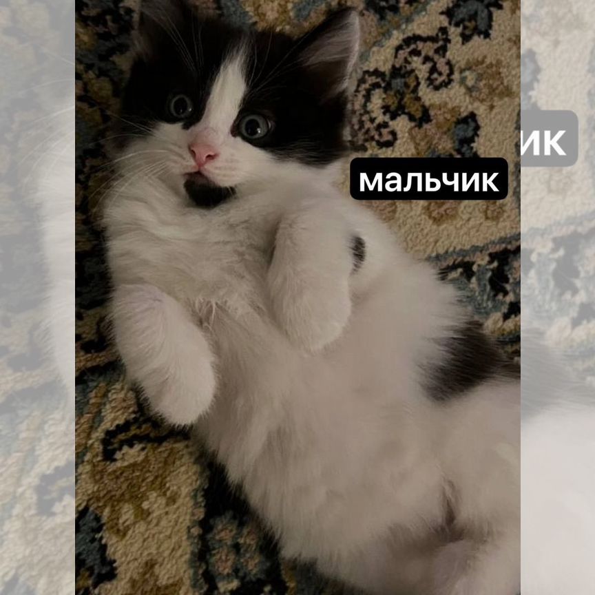 Котята 5 недель проглистогонены