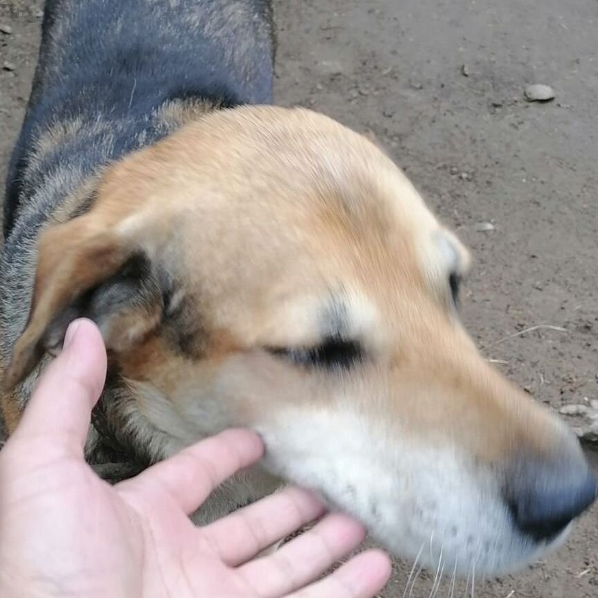 Взрослый пёс в добрые руки