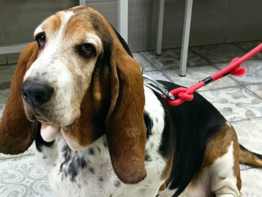 Бассет хаунд