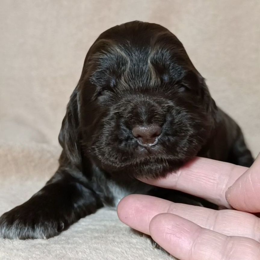 Английский кокер-спаниель, щенок