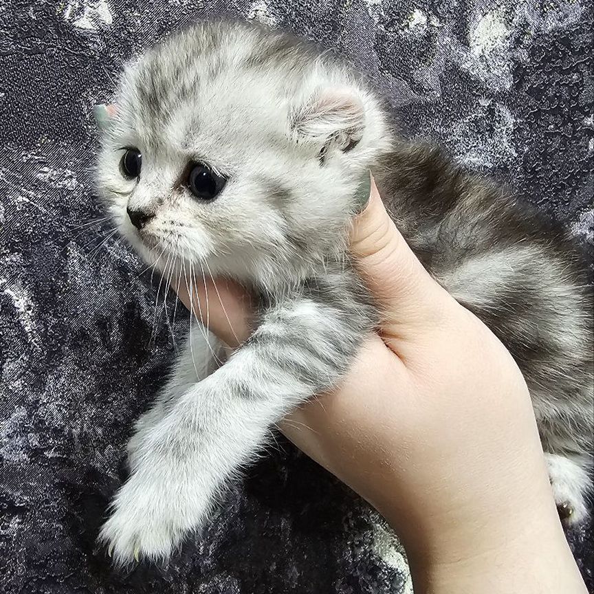 Впервые Керл необычные ушки