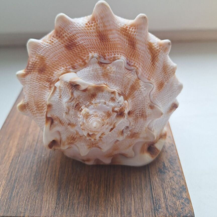 Ракушка морская маленькая