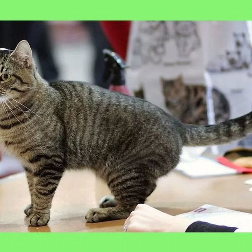 Кошка подружка в добрые руки, привезем