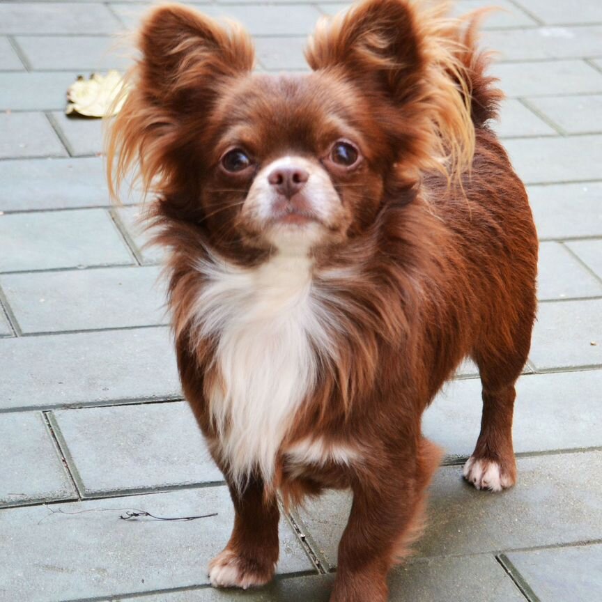 Чихуахуа шоколадный кобель 1 г 8 мес