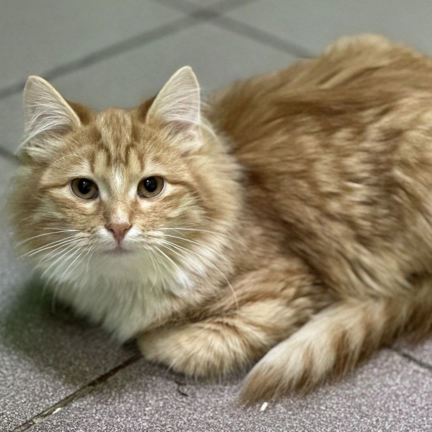 Персик 6 месяцев