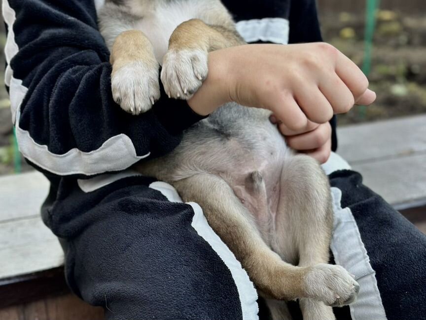 Щенок в дар