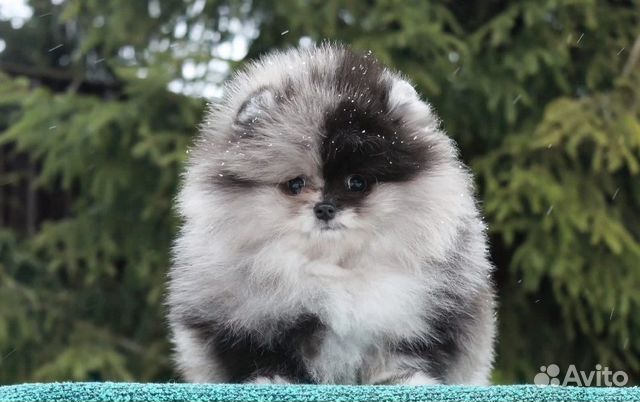 Красавчик мерле померанский шпиц