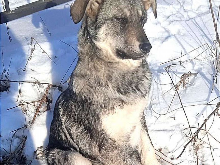 Собачка подросток