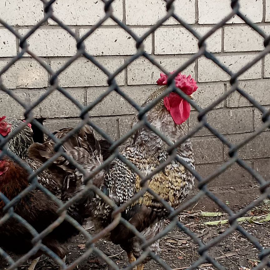 Петушки домашние