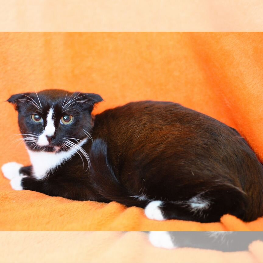 Шотландский вислоухий короткошёрстный котёнок