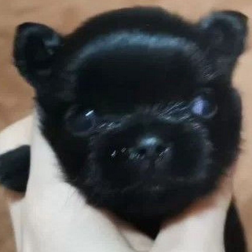 Щенок от частного владельца