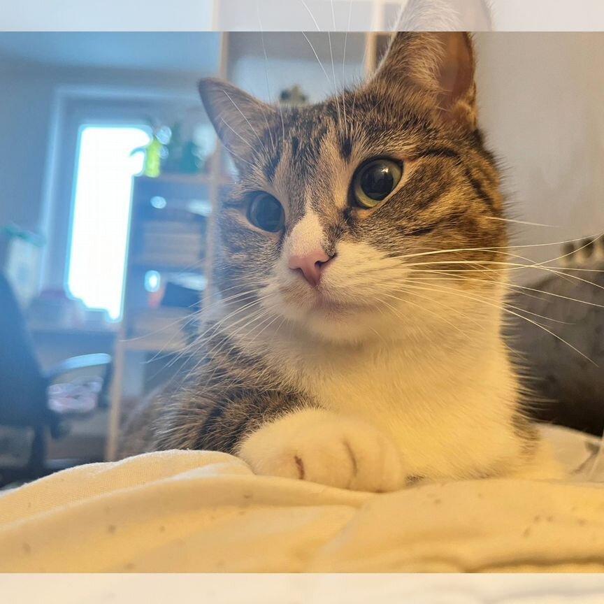 Взрослая, Девочка кошка в добрые руки