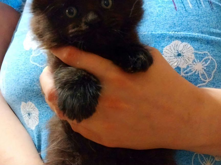 Котята мейн-кун