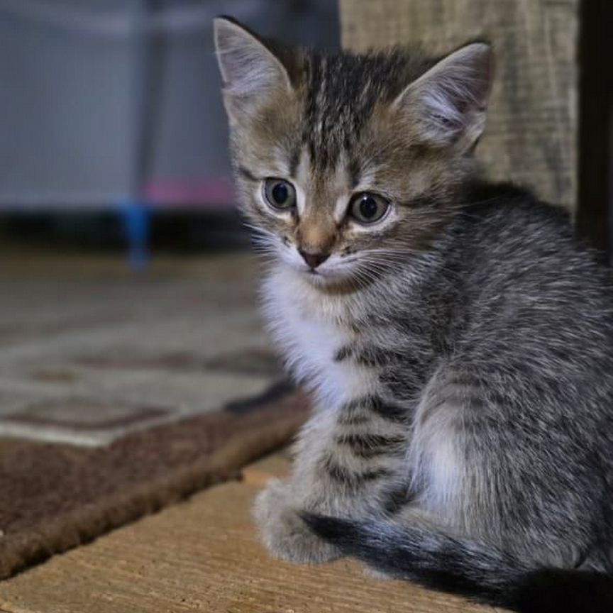 Отдам котят в добрые руки