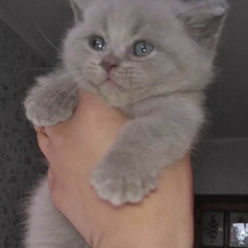 Шотландская