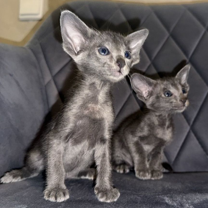 Ориентальный котёнок