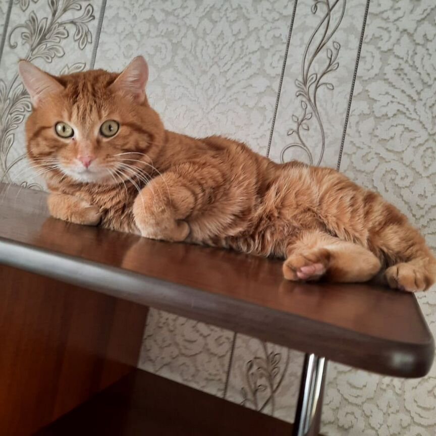 Курильский бобтейл короткошёрстный, взрослый кот