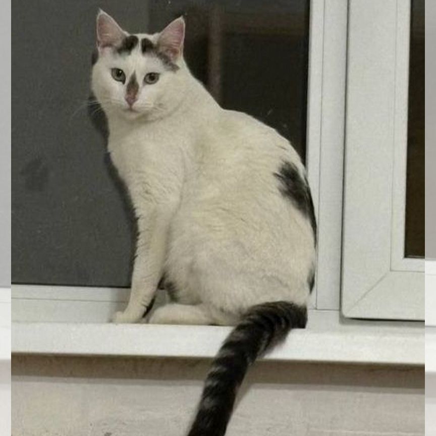 Взрослый кот в добрые руки