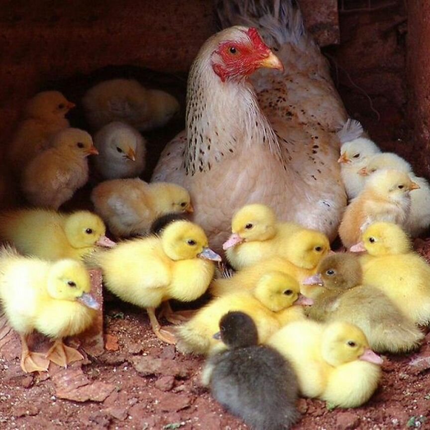 Инкубация яиц на заказ