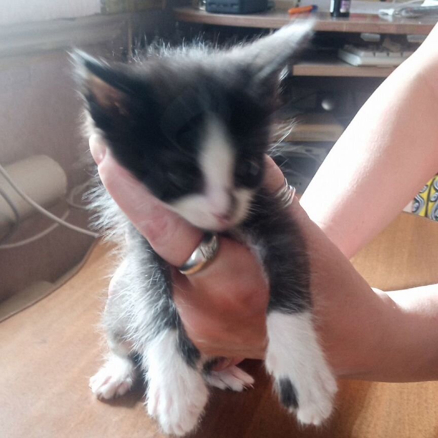 Сибирский котёнок