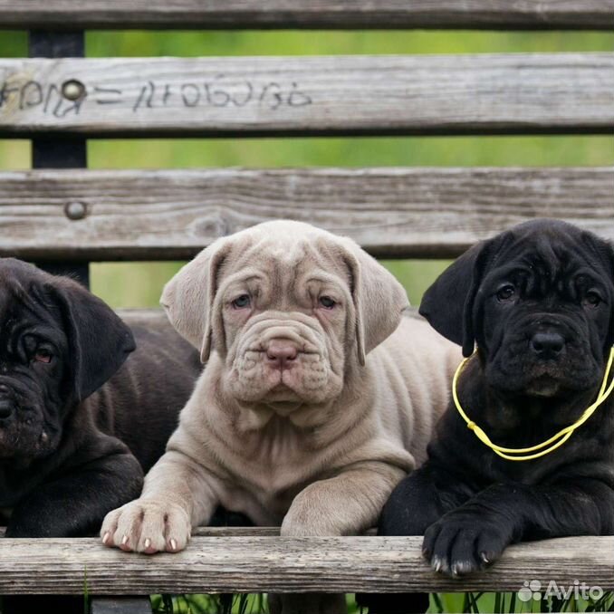 Неаполитанский мастиф