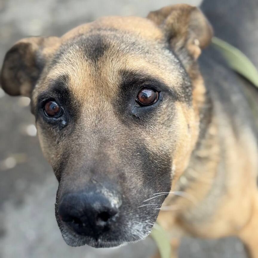 Пёсик Джой стал ненужным и попал в приют