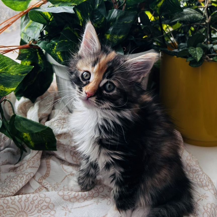 Мейн-кун котёнок