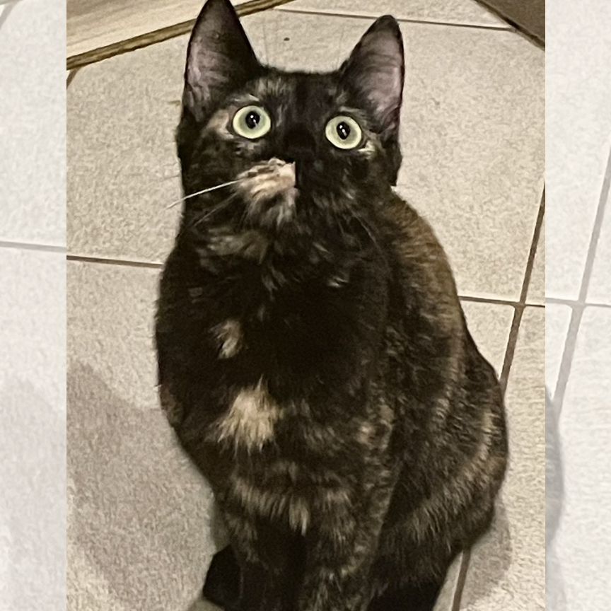 Взрослая кошка в добрые руки