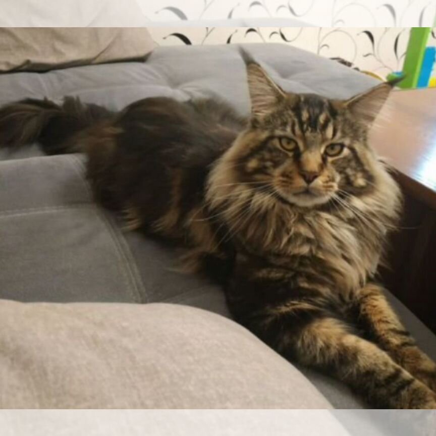 Мейн-кун котёнок