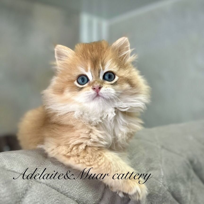 Британская шиншилла в разведение