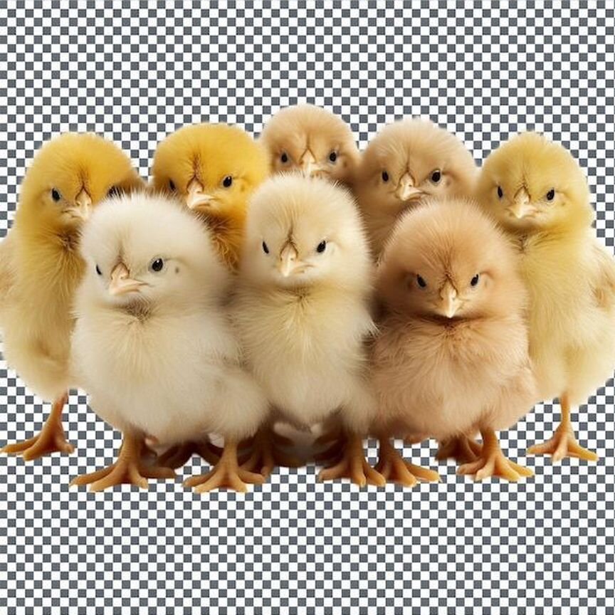 Цыплята суточные несушки,бройлер