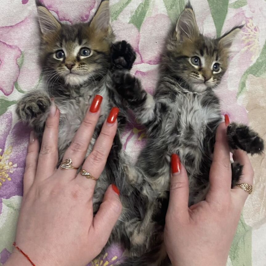 Мейн-кун котёнок