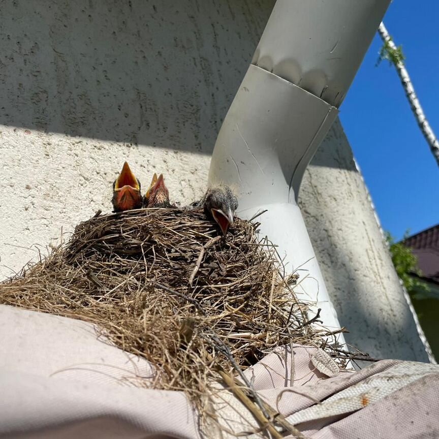 Гнездо для птиц