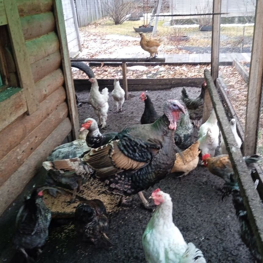 Продажа индюков и индоутки