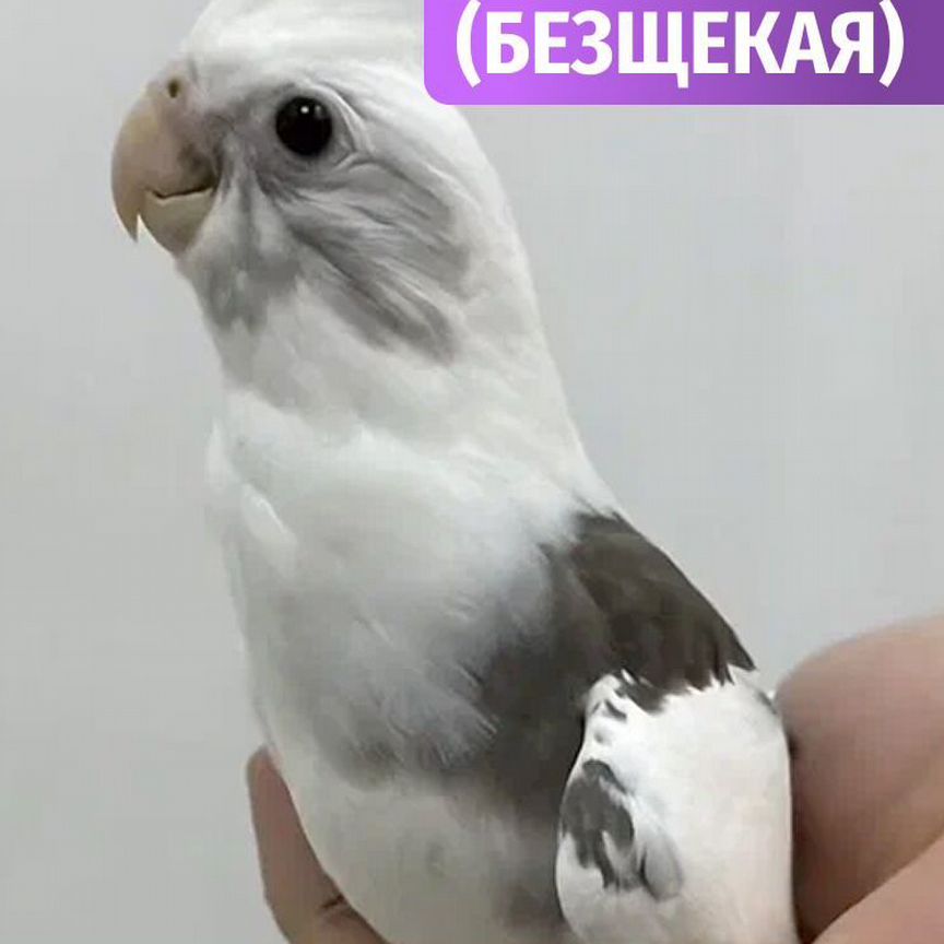 Попугай Корелла безщекая