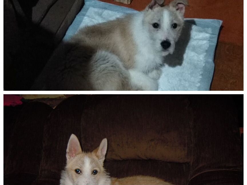 Красавец Мартин в добрые руки