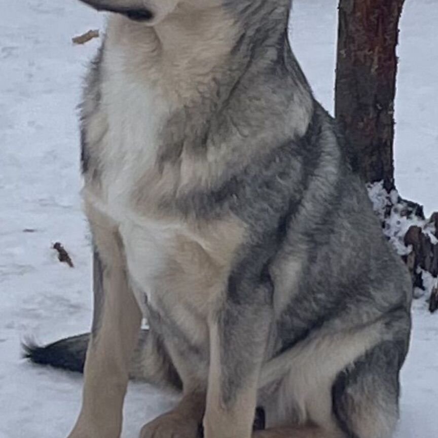 Щенок девочка