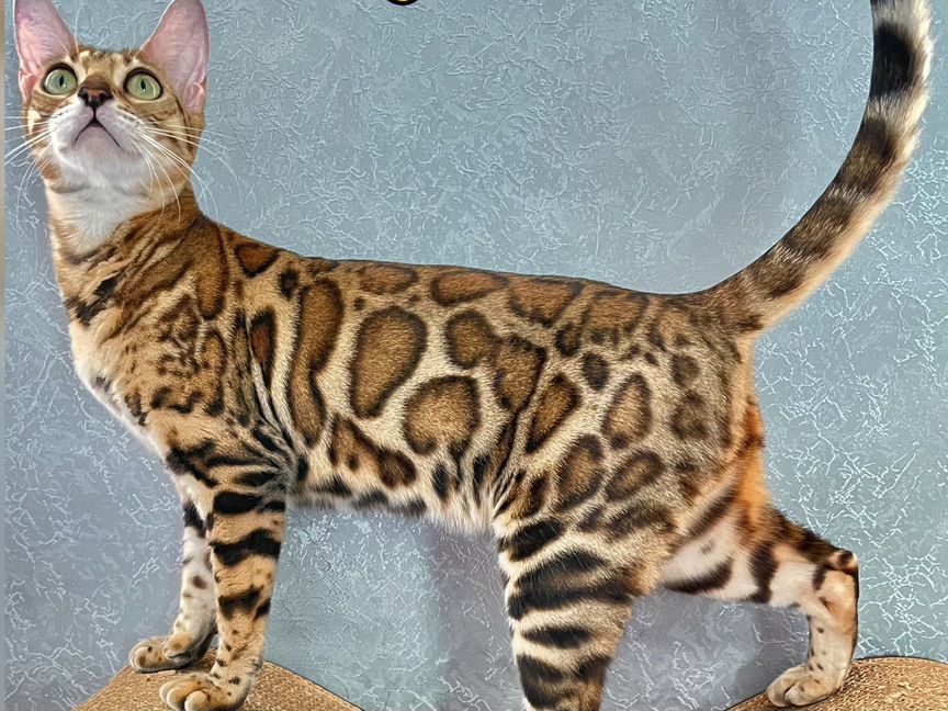 Бенгальская бенгал бенгальские котята