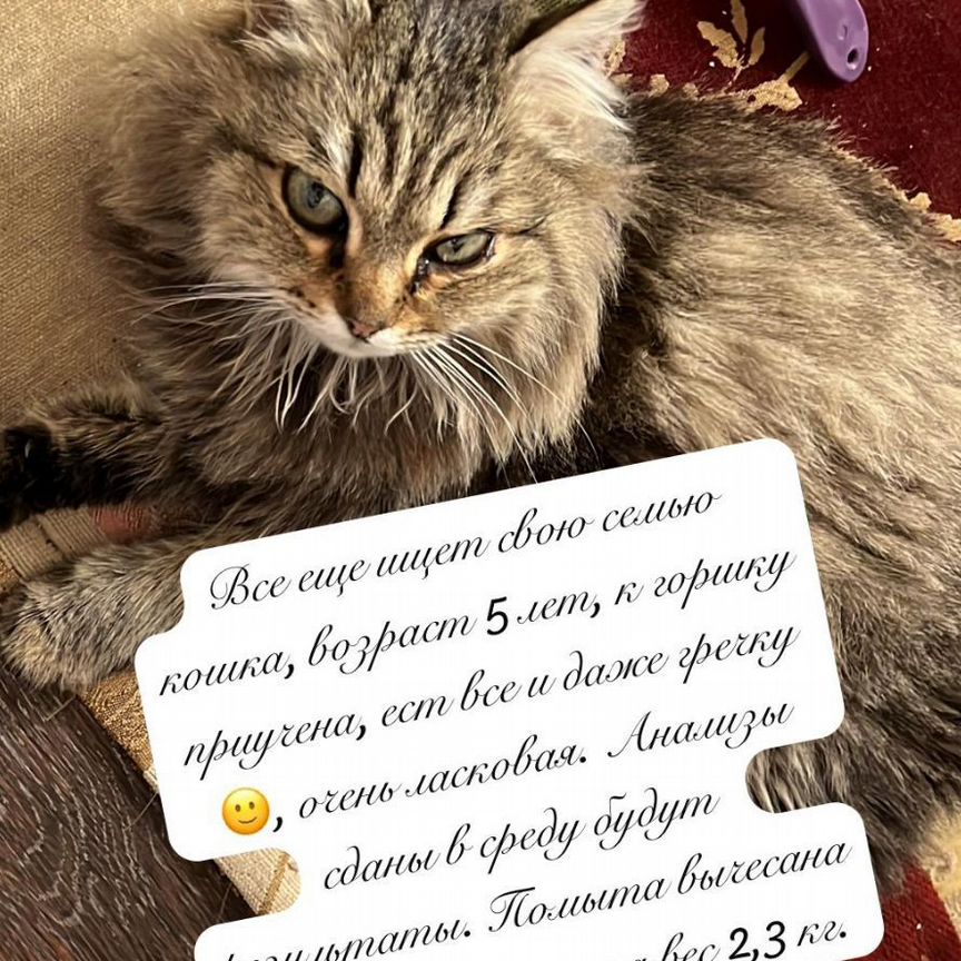 Кошечка Ласкуша