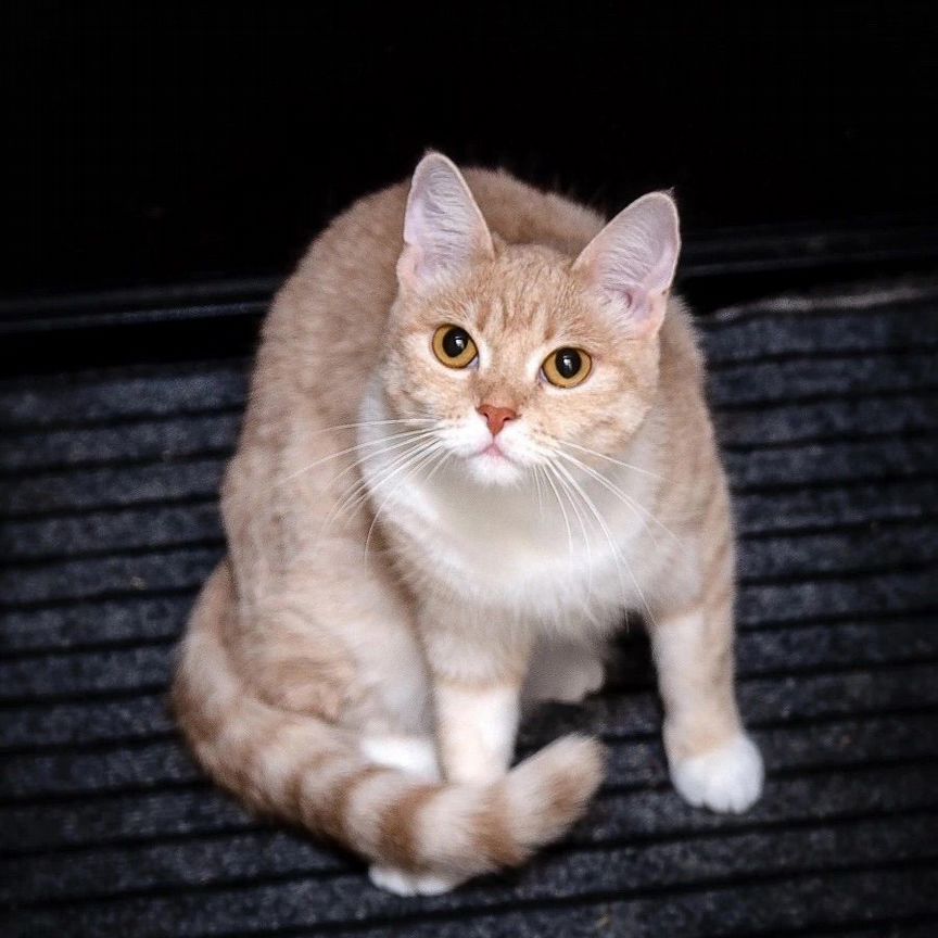 Зефирка (11 мес.) потрясающей красоты кошечка