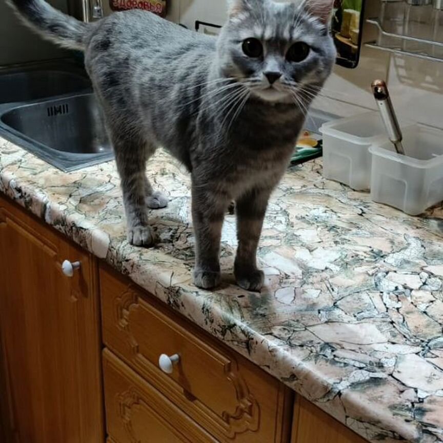 Отдам пушистика