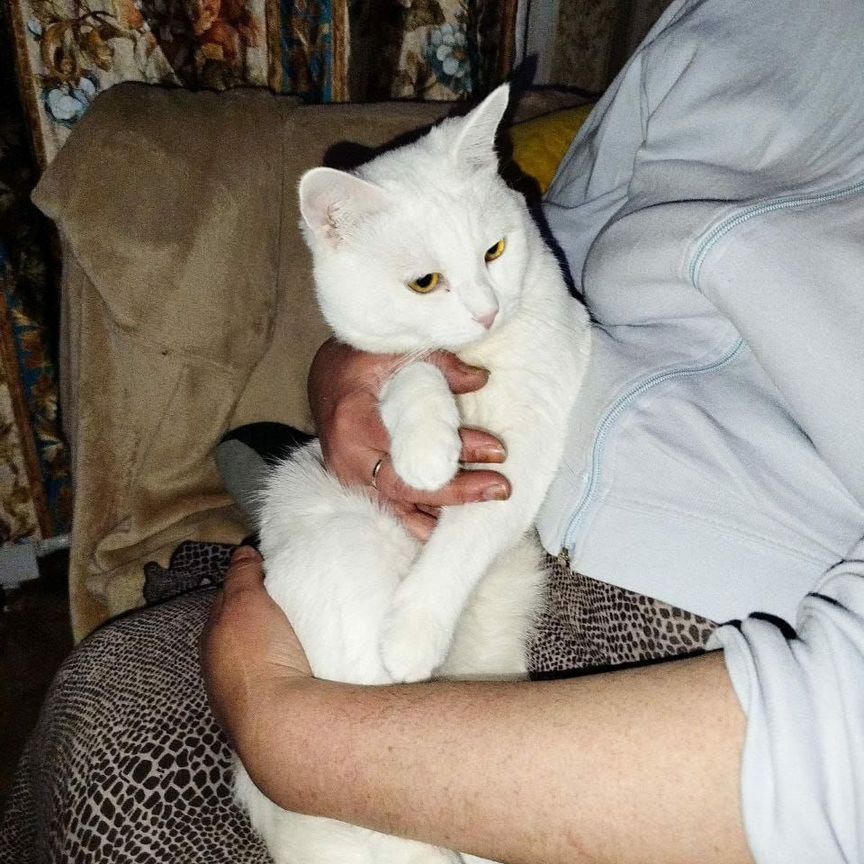 Котенок подросток в добрые руки