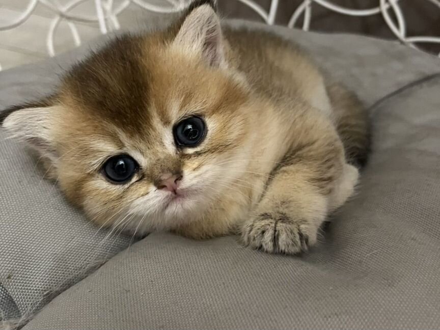 Котик золотой британский