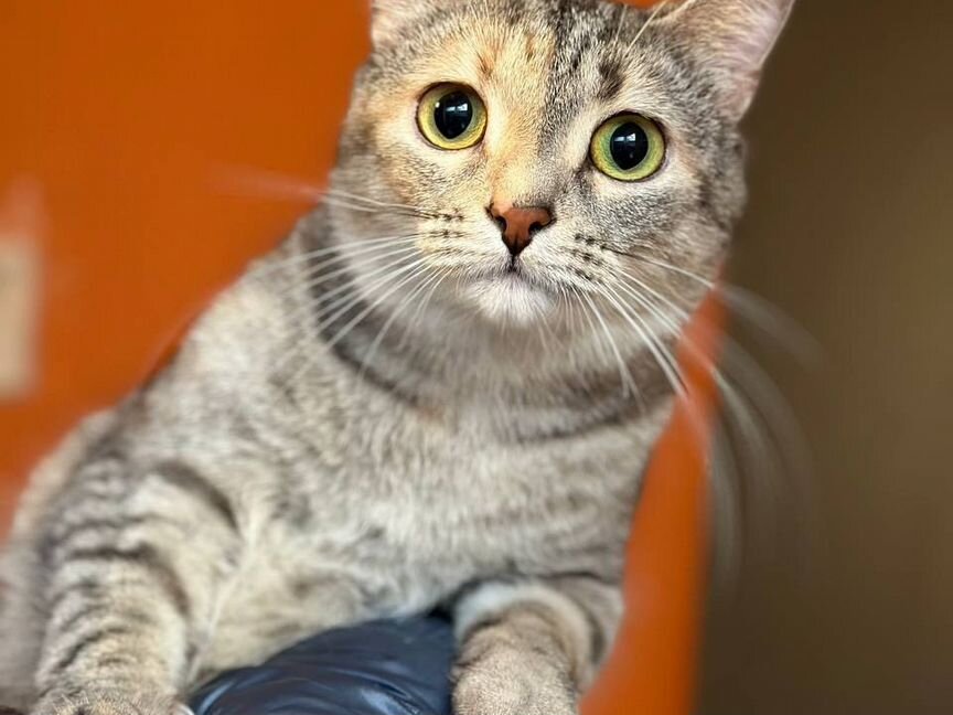 Кошка 1,5 года