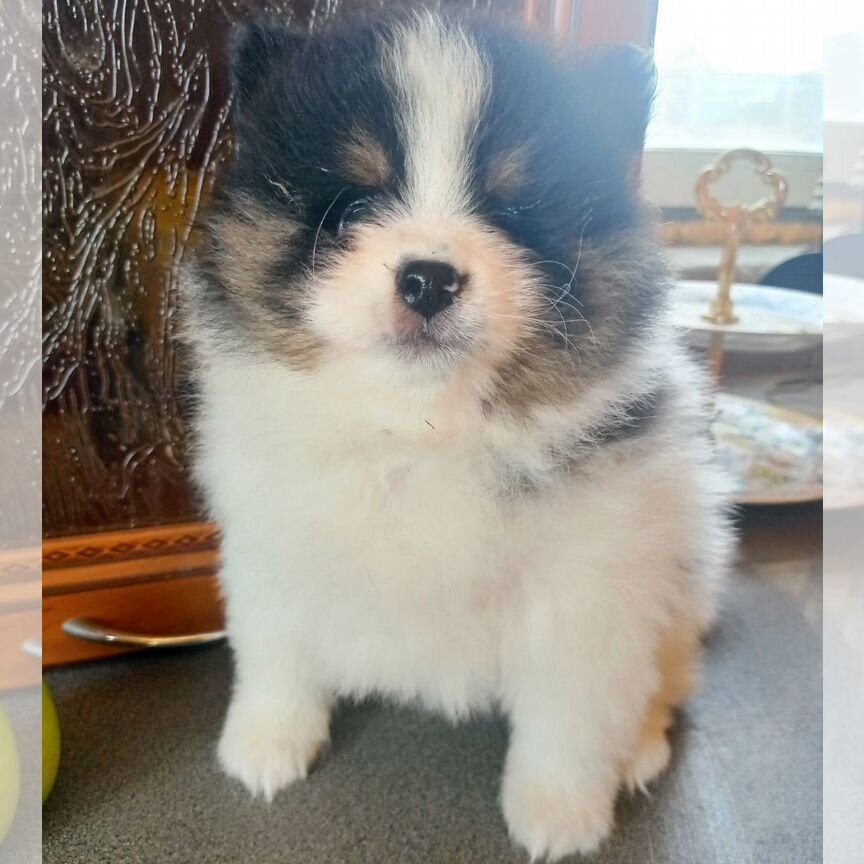 Щенки померанского шпица привиты по возрасту