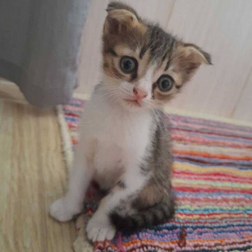 Вислоухая кошечка бесплатно