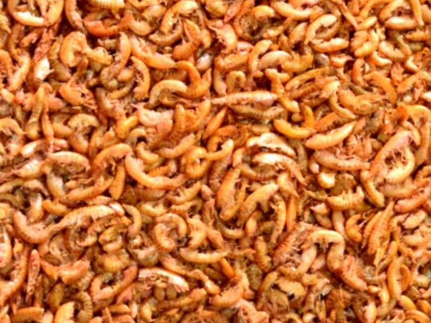 Просушенный гаммарус от производителя