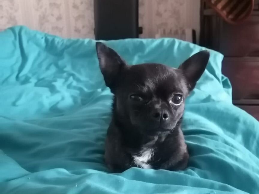 Ищем невесту Чихуахуа